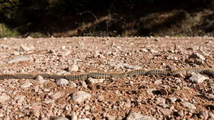 Pine Processionary Caterpillars in Spain: Here's everything you need to ...