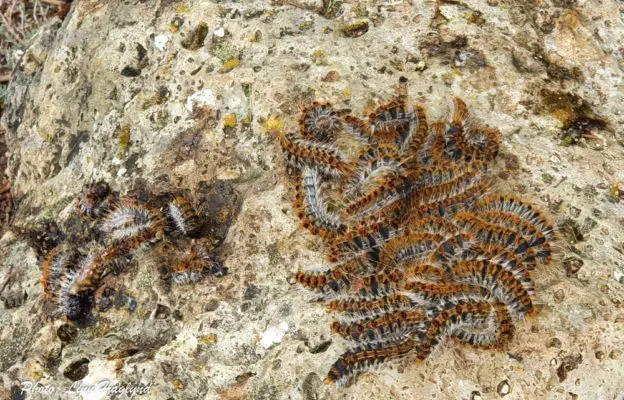 Pine Processionary Caterpillars in Spain: Here's everything you need to ...